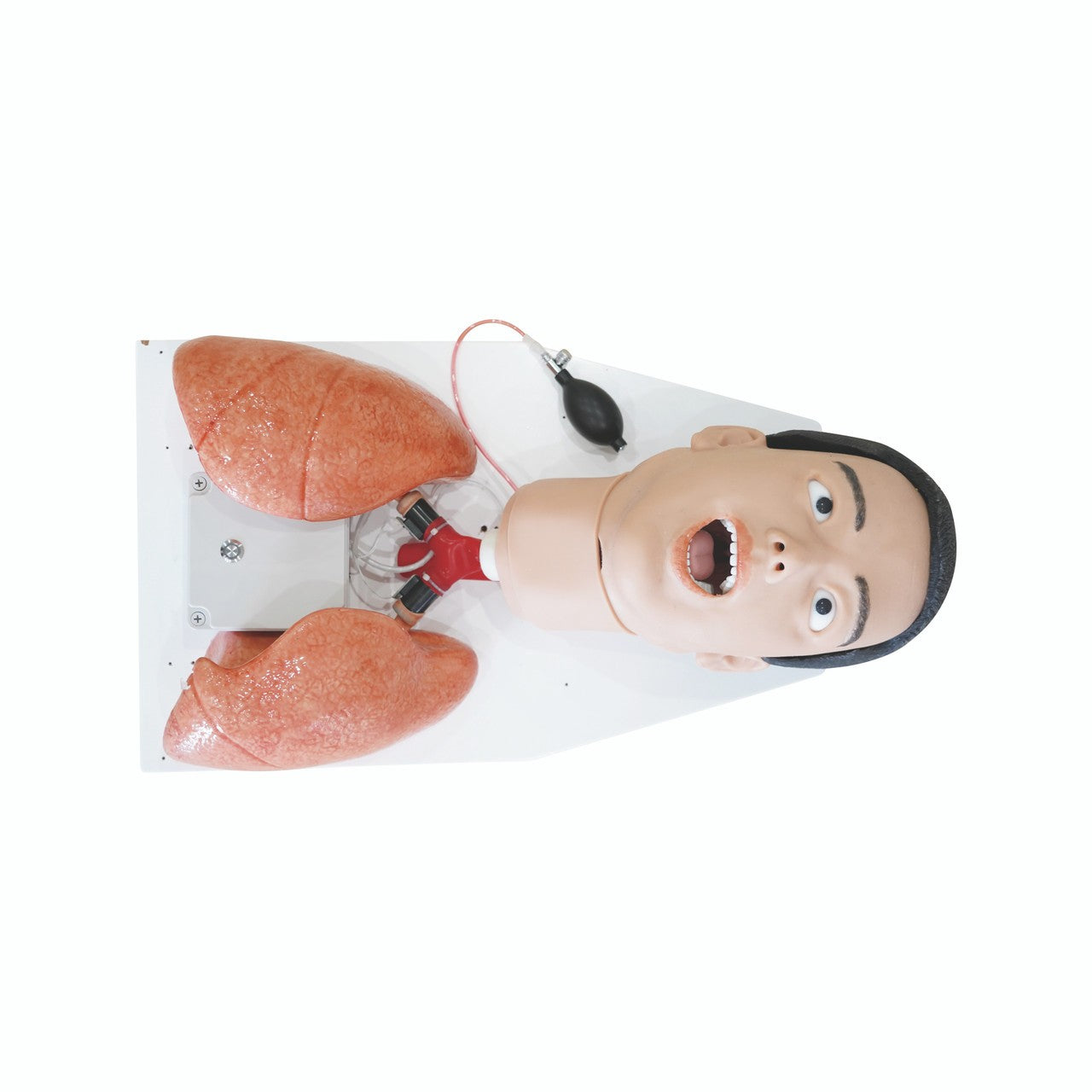 The Anatomy Lab Comprehensive Airway Management Model | A-112557 ...