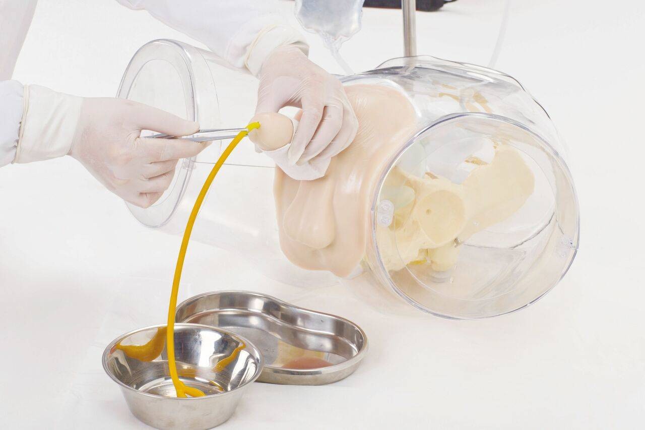 Anatomy Lab Transparent Catheterization Model | Male & Female ...