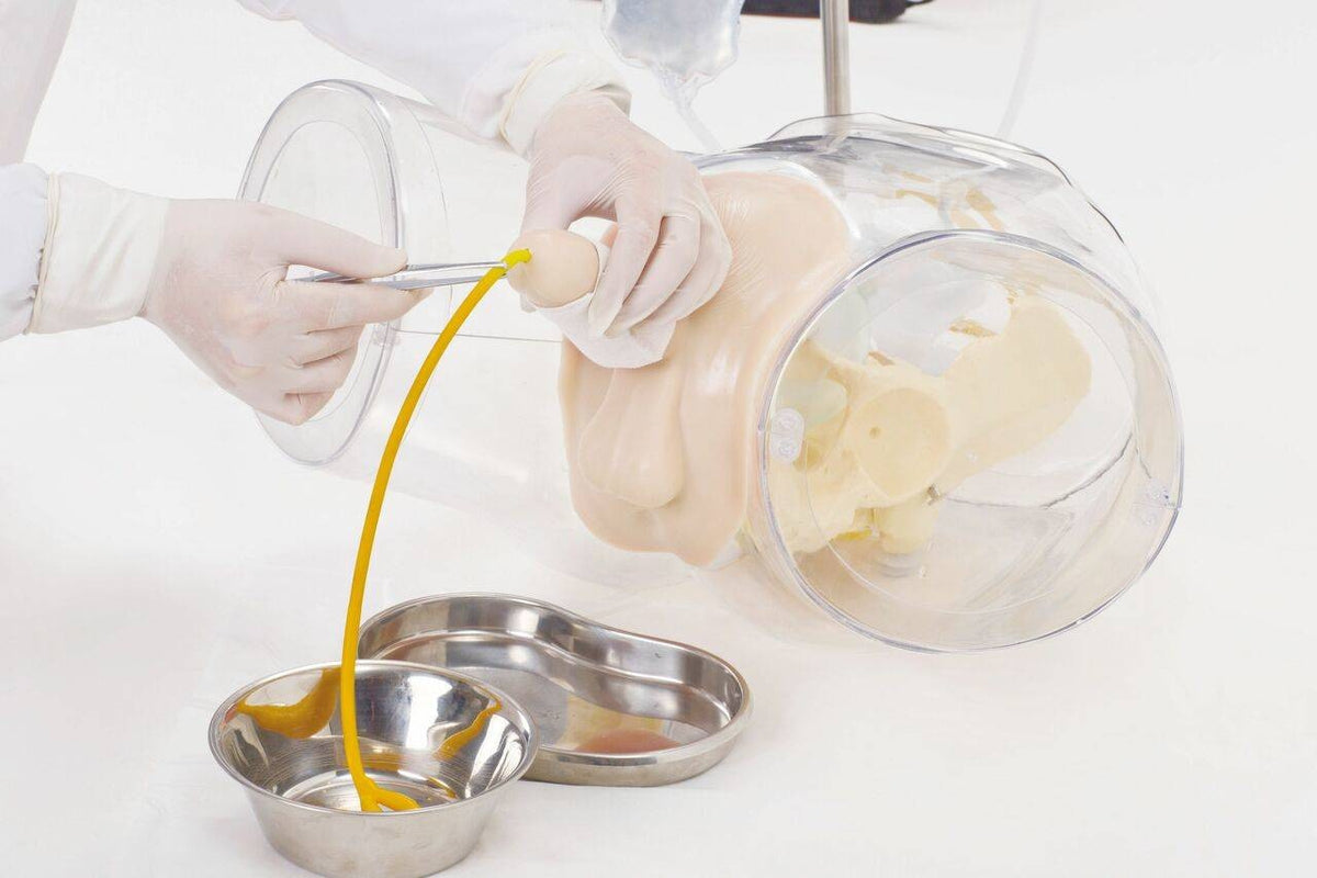 Anatomy Lab Transparent Catheterization Model | Male & Female ...